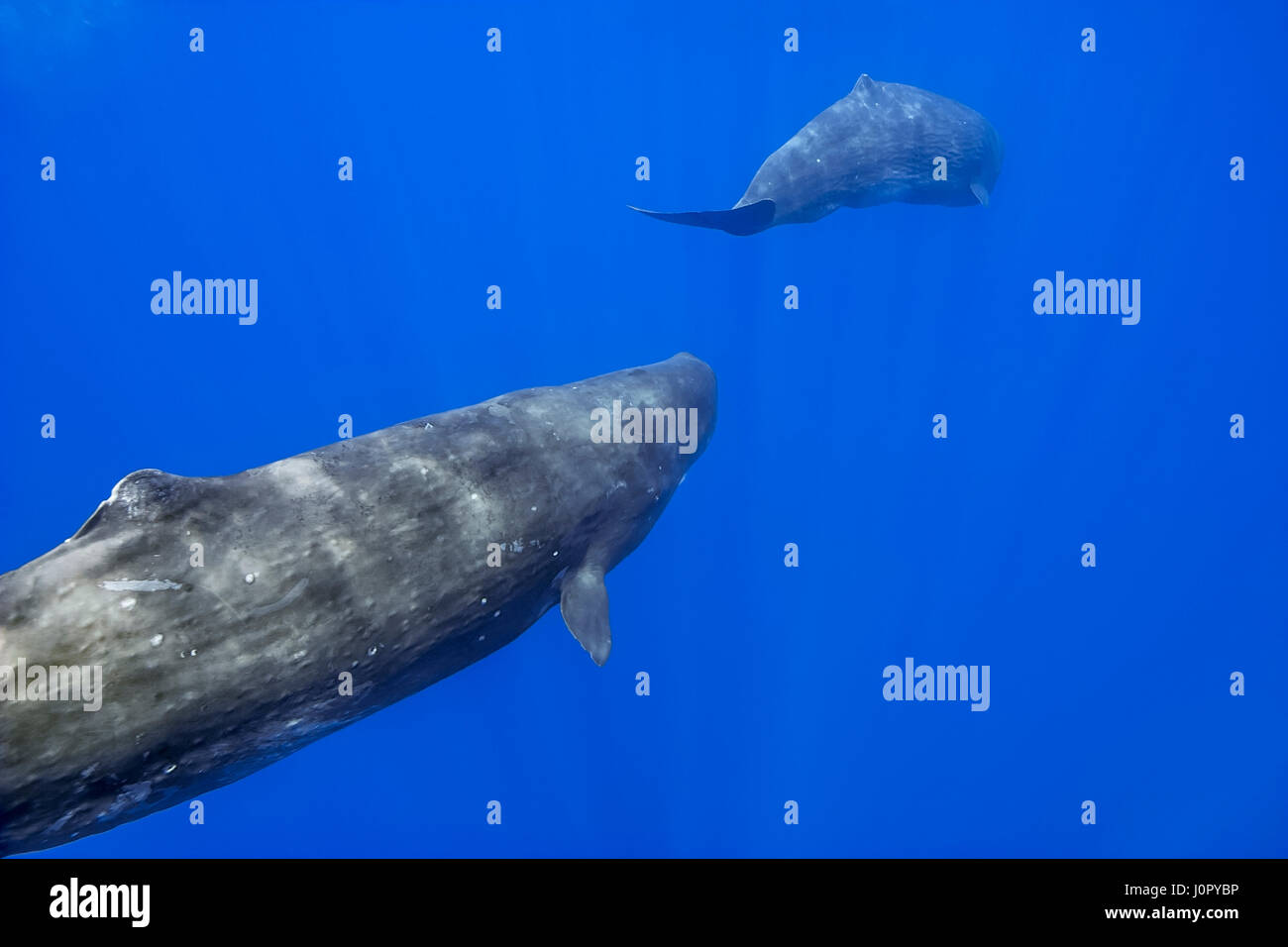 Sperm Whale, Physeter macrocephalus, Hawaii, USA Stock Photo - Alamy
