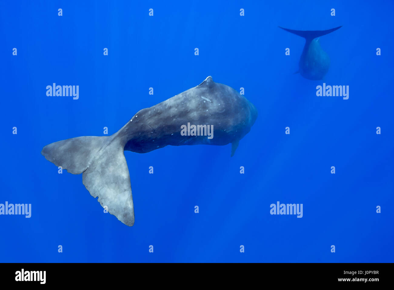 Sperm Whale, Physeter macrocephalus, Hawaii, USA Stock Photo - Alamy