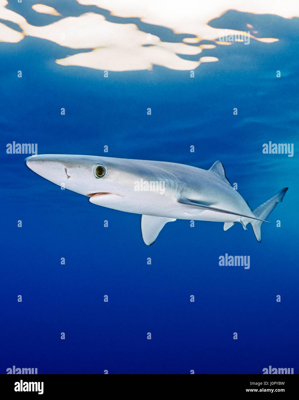 Blue Shark (prionace Glauca) High Resolution Stock Photography and ...