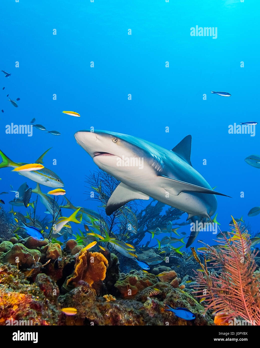 Reef shark hi-res stock photography and images - Alamy