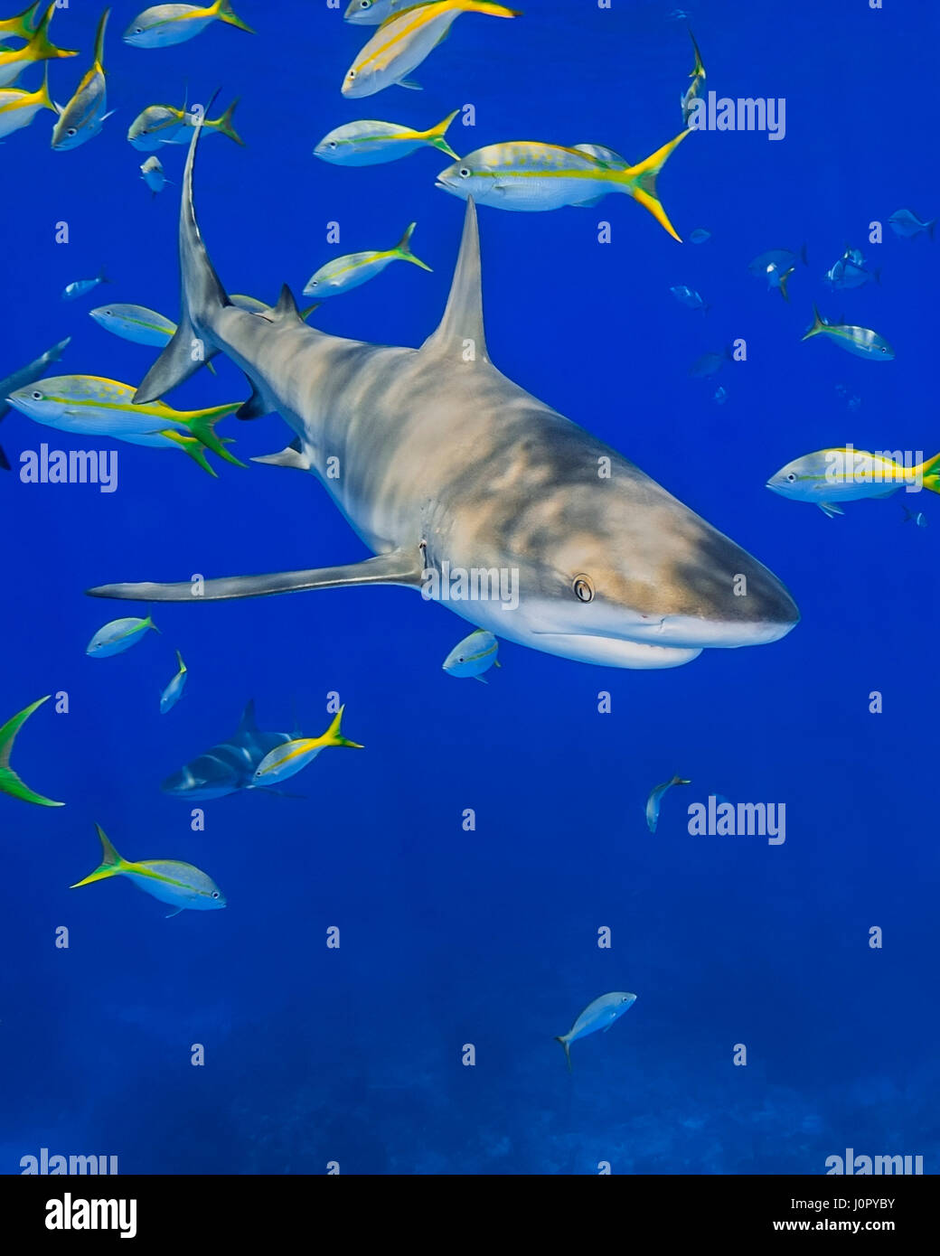 Caribbean Reef Shark, Carcharhinus perezi, Caribbean, Bahamas Stock ...
