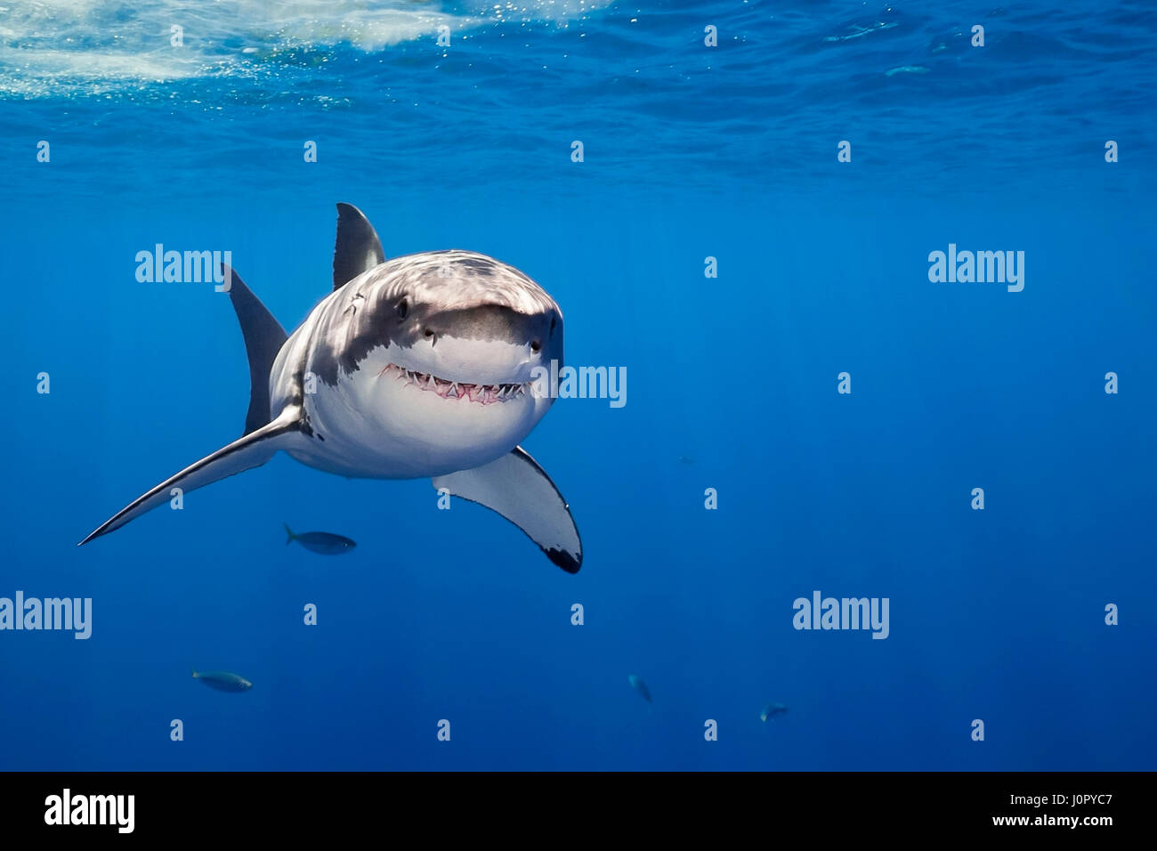 Great White Shark, Carcharodon carcharias, Guadalupe Island, Mexico ...