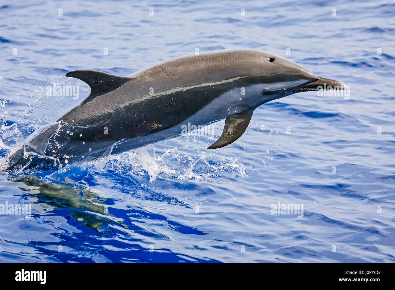 Pantropical Spotted Dolphin, Stenella attenuata, Hawaii, USA Stock ...