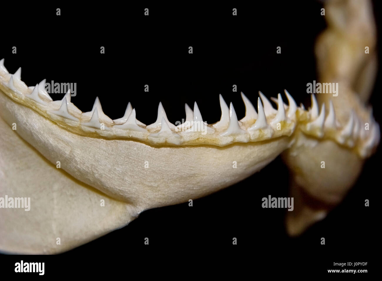 Sandbar Shark Jaw, Carcharhinus plumbeus, Hawaii, USA Stock Photo - Alamy
