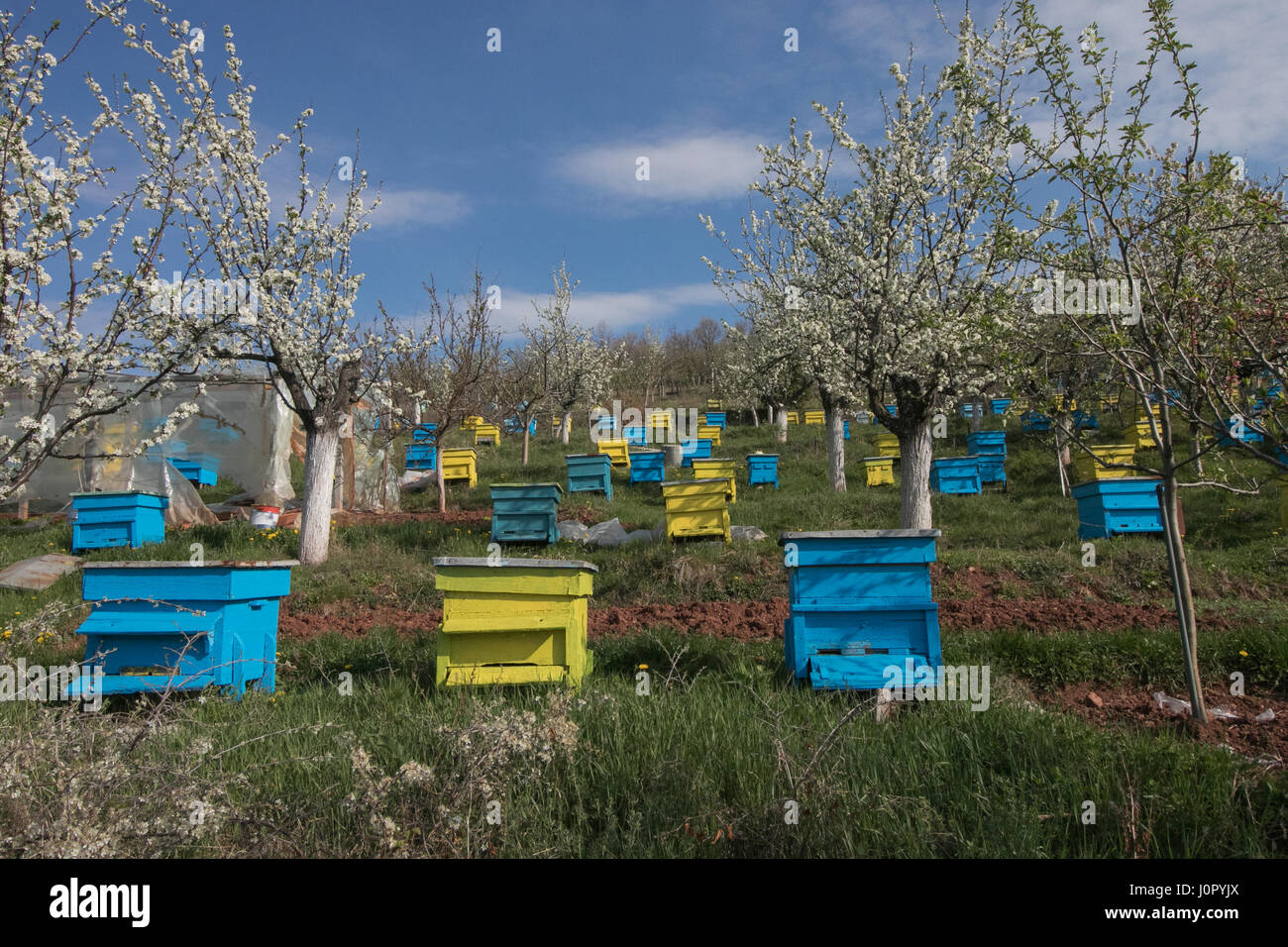 Garden with colorful beehives in spring orchard Stock Photo - Alamy