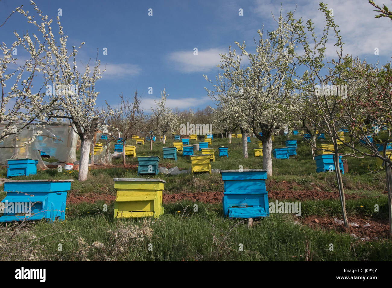 Garden with colorful beehives in spring orchard Stock Photo - Alamy