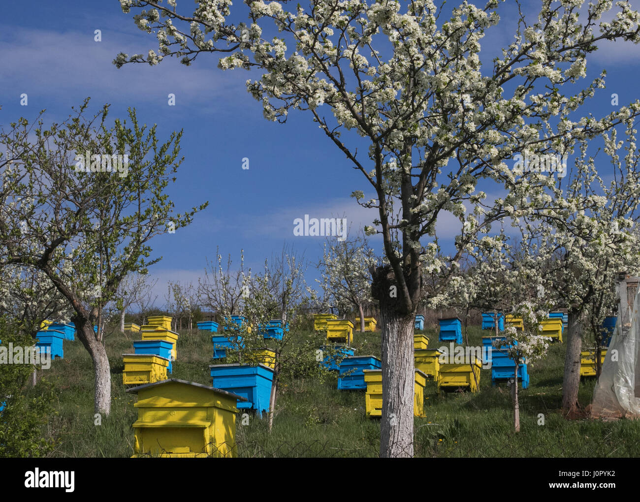 Garden with colorful beehives in spring orchard Stock Photo - Alamy
