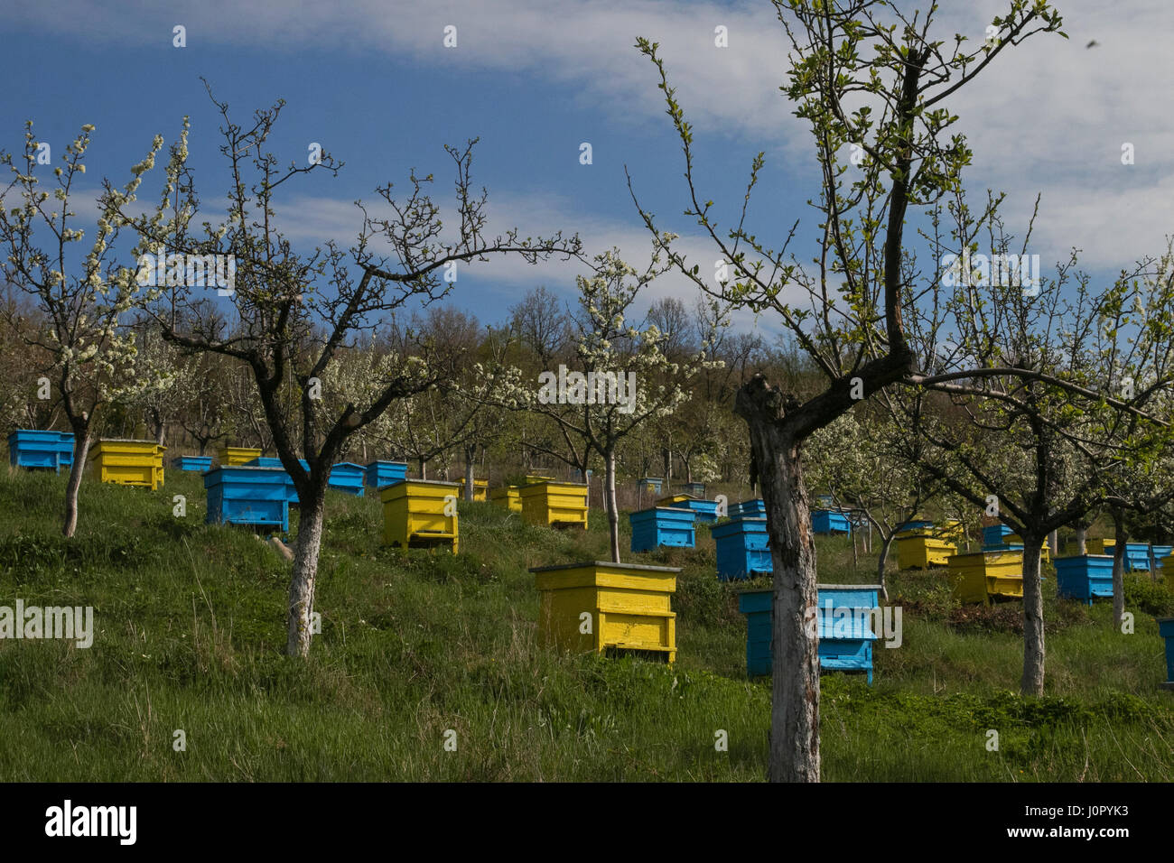 Garden with colorful beehives in spring orchard Stock Photo - Alamy