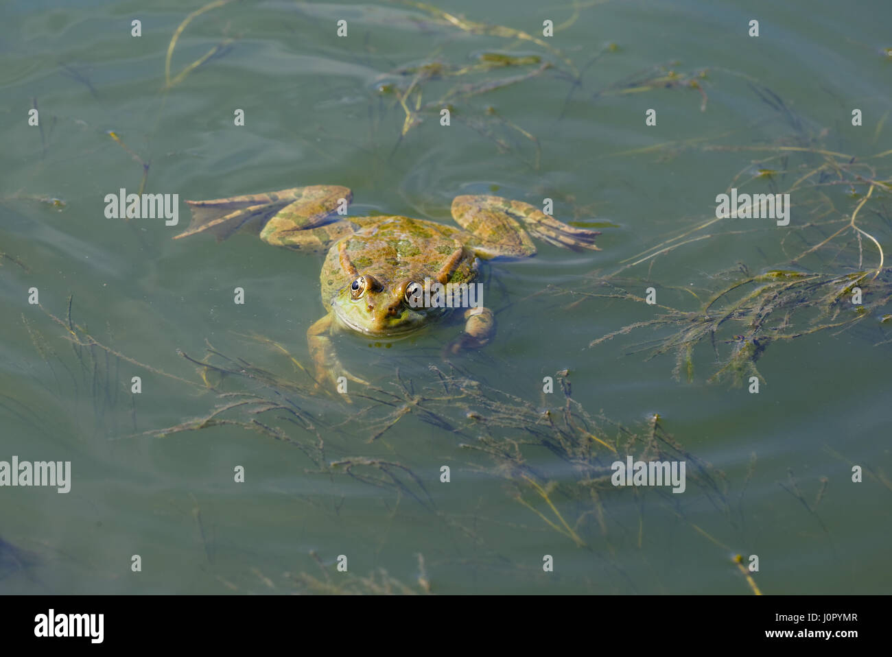 Frog swimming underwater hi-res stock photography and images - Alamy