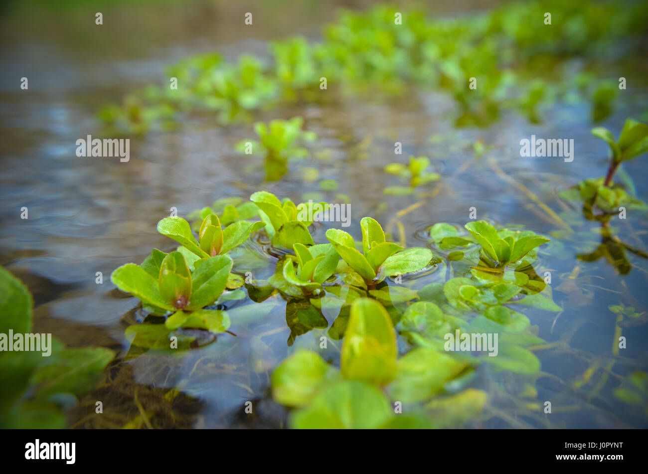 Water seaweed plants in river Stock Photo - Alamy