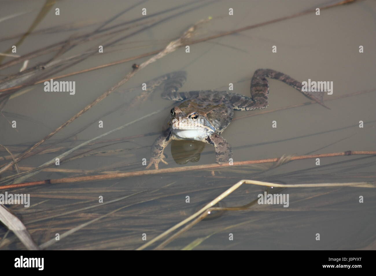The common frog (Rana temporaria), also known as the European common ...