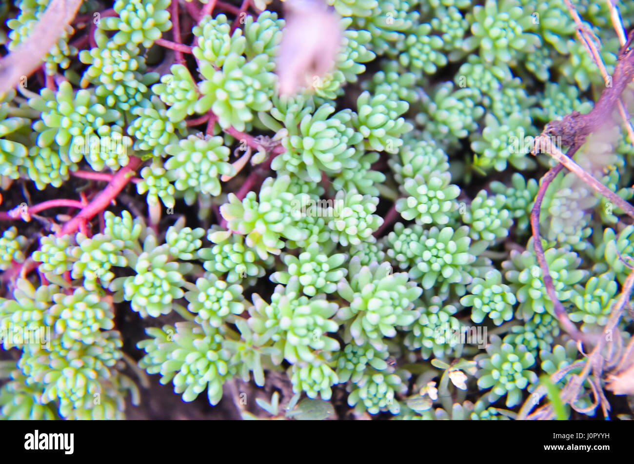 Ornamental grass succulents hi-res stock photography and images - Alamy