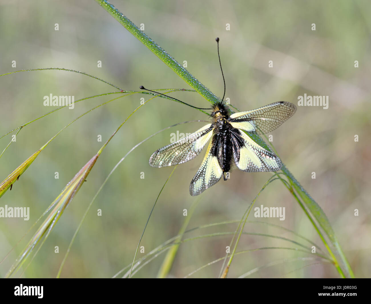Beautiful insect hi-res stock photography and images - Alamy