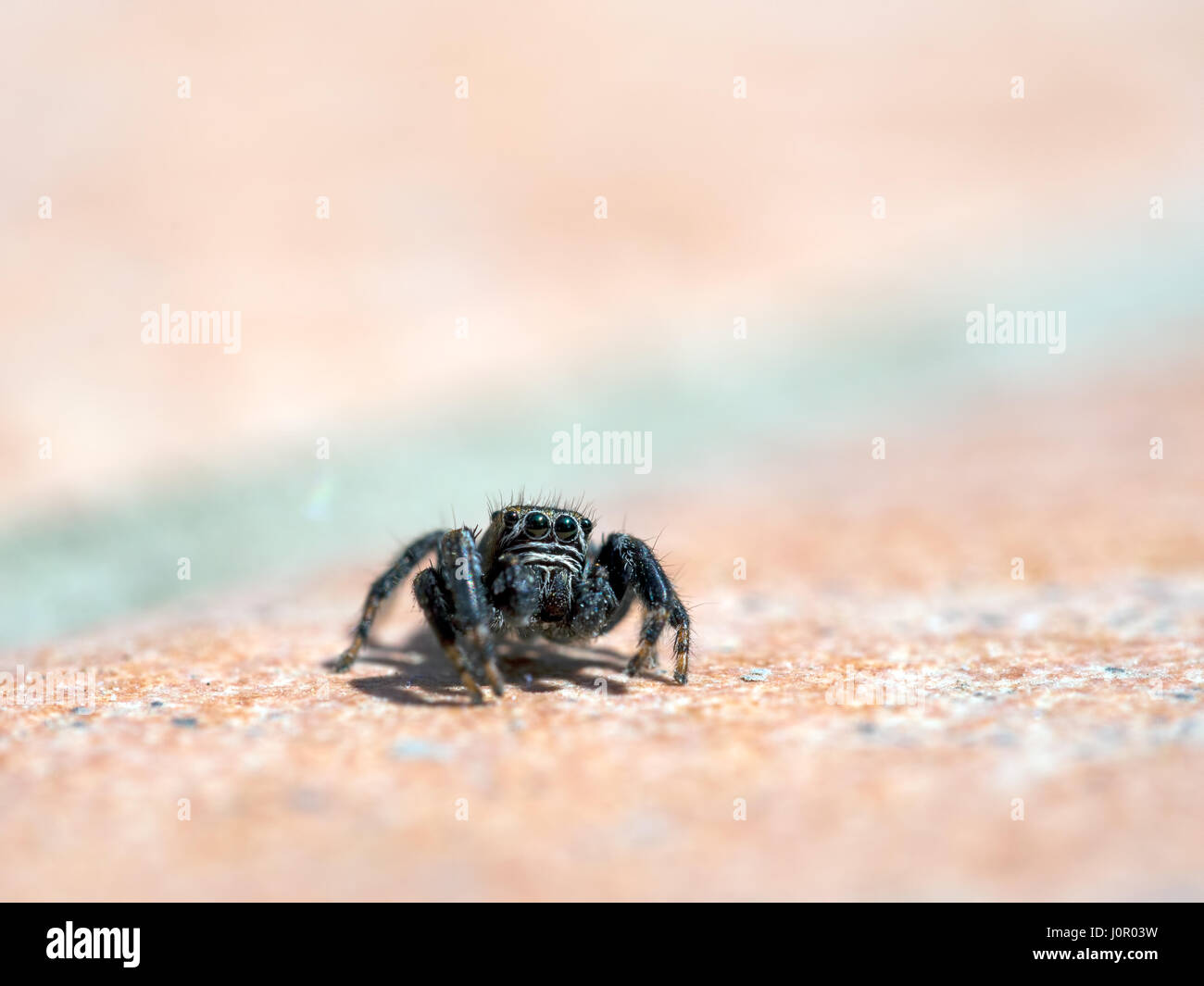 Black Jumping Spider