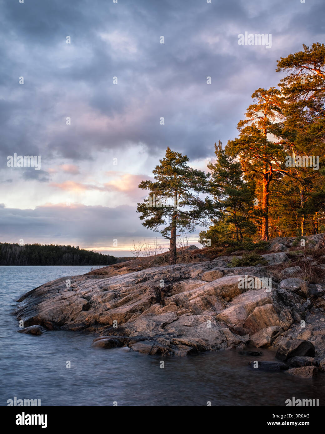 Evening light on pine trees in Stockholm archipelago nature landscape ...