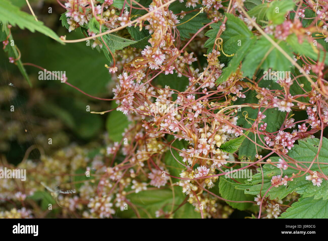 Cuscuta, dodder, parasitic plants Stock Photo - Alamy