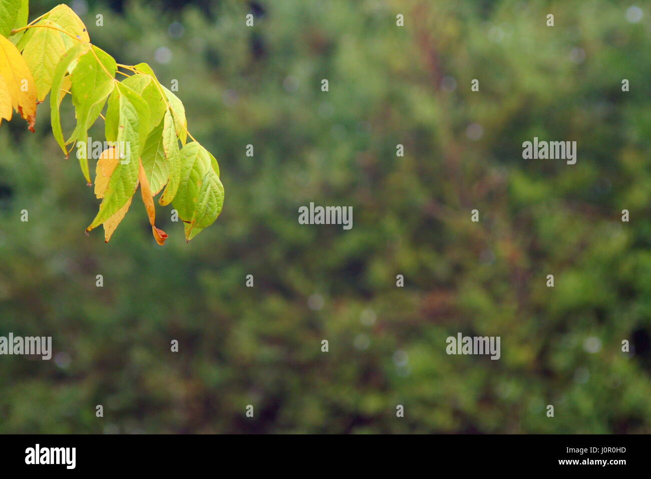 Leaves on obscure background Stock Photo - Alamy