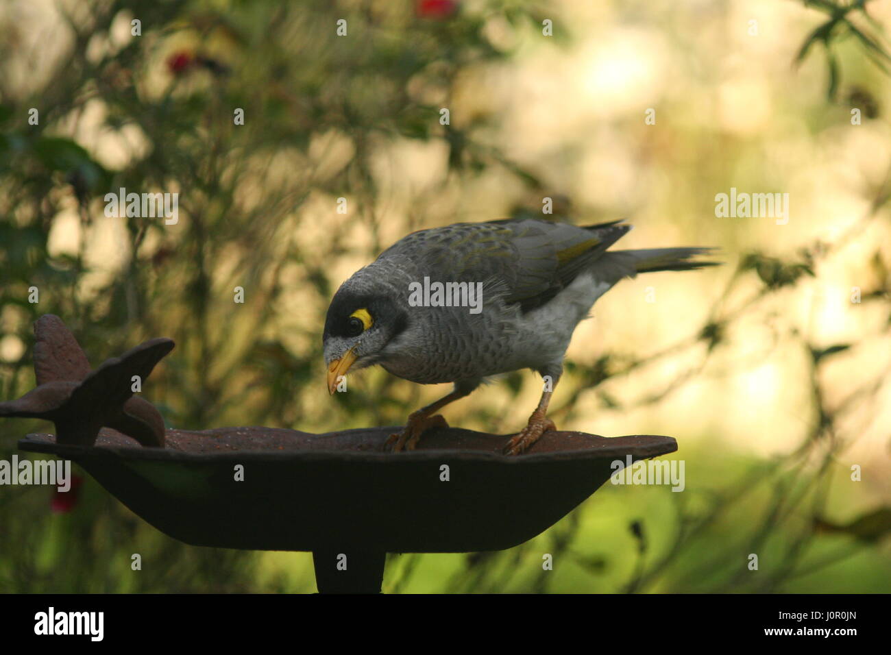 Noisey Miner Australian native bird Stock Photo - Alamy