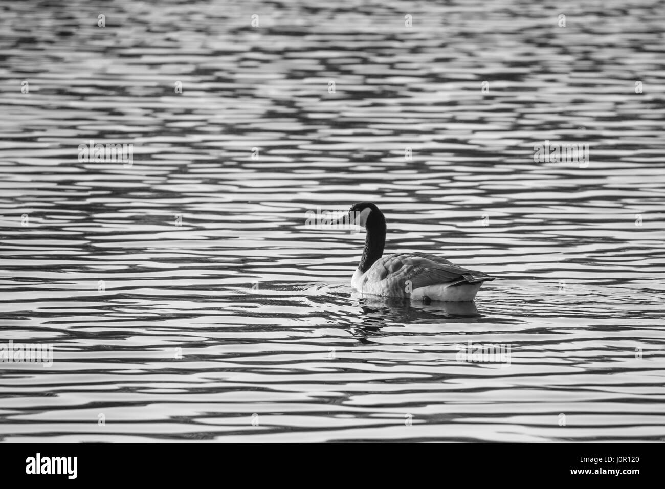 Wisconsin bird Black and White Stock Photos & Images - Alamy