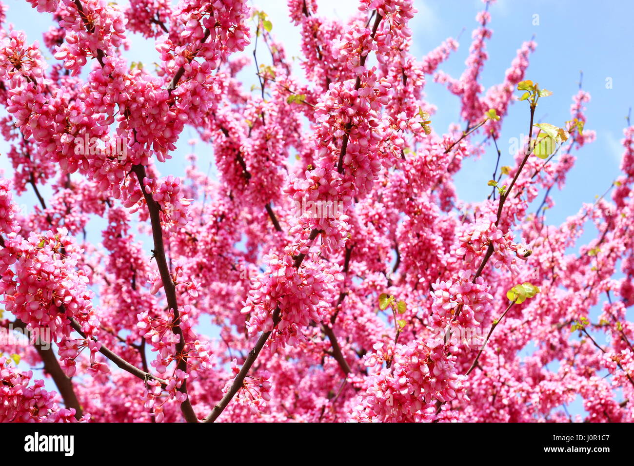 Blossom tree in spring Stock Photo - Alamy