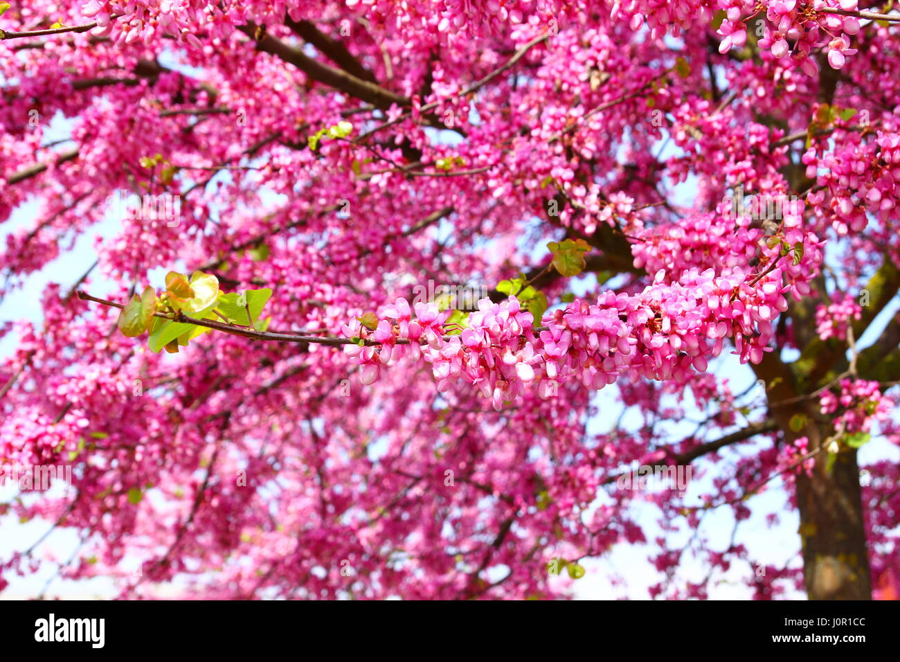 Pink flowers in spring Stock Photo - Alamy