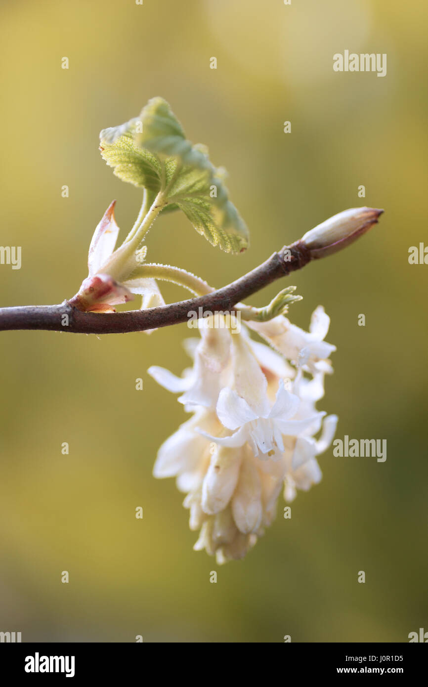 White icicle flower hi-res stock photography and images - Alamy