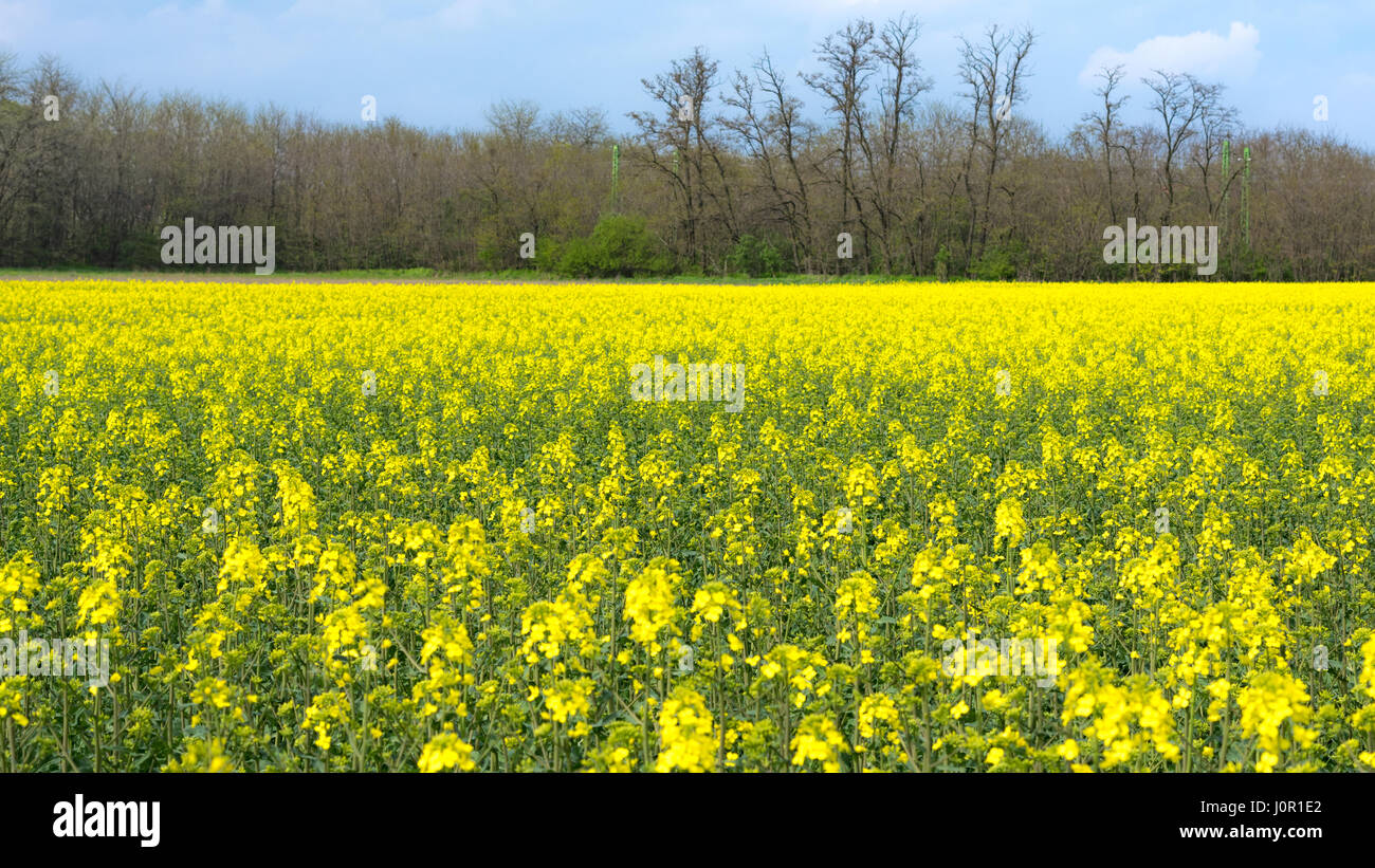 Colza crop hi-res stock photography and images - Alamy