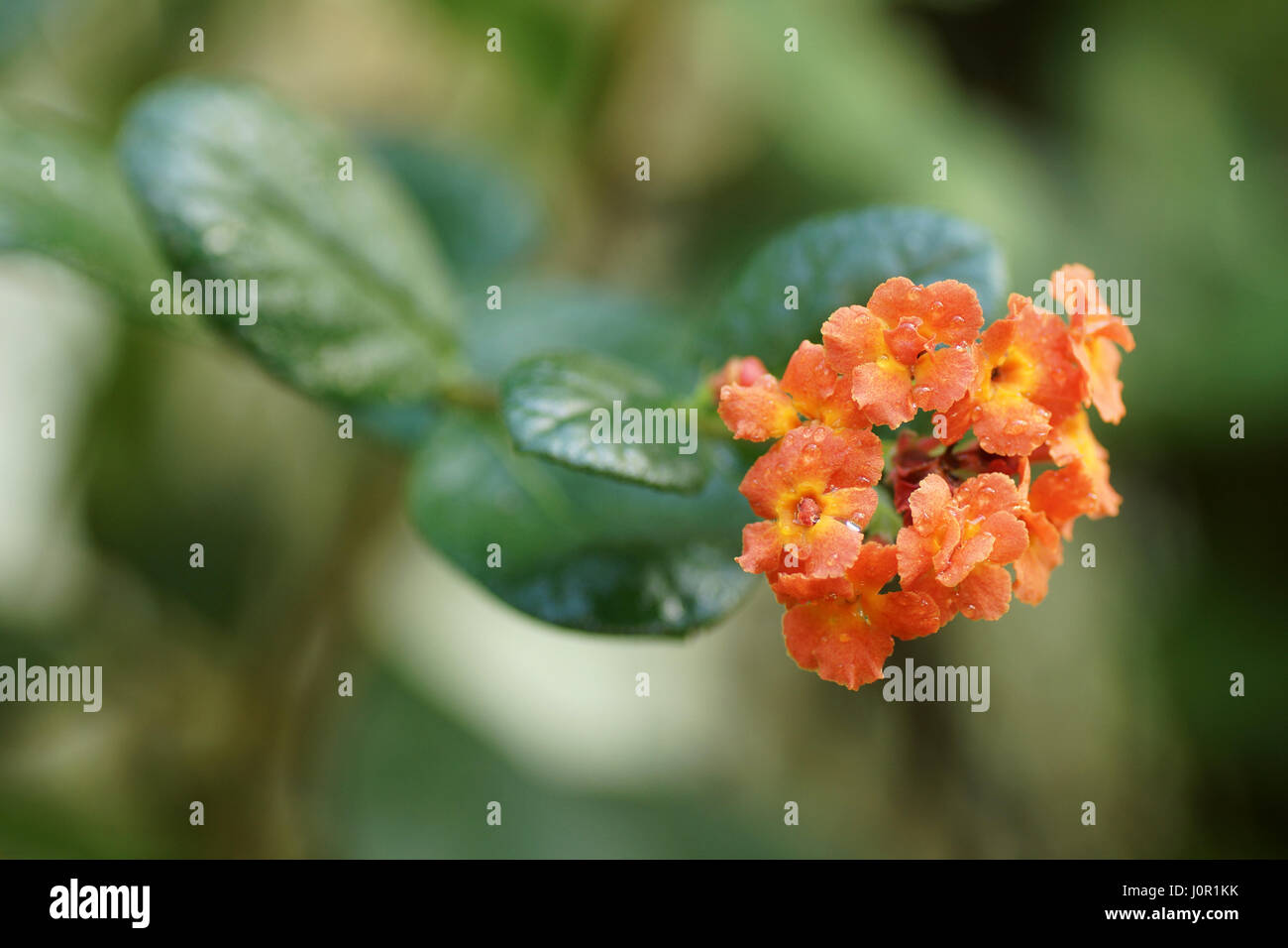Rondeletia odorata hi-res stock photography and images - Alamy