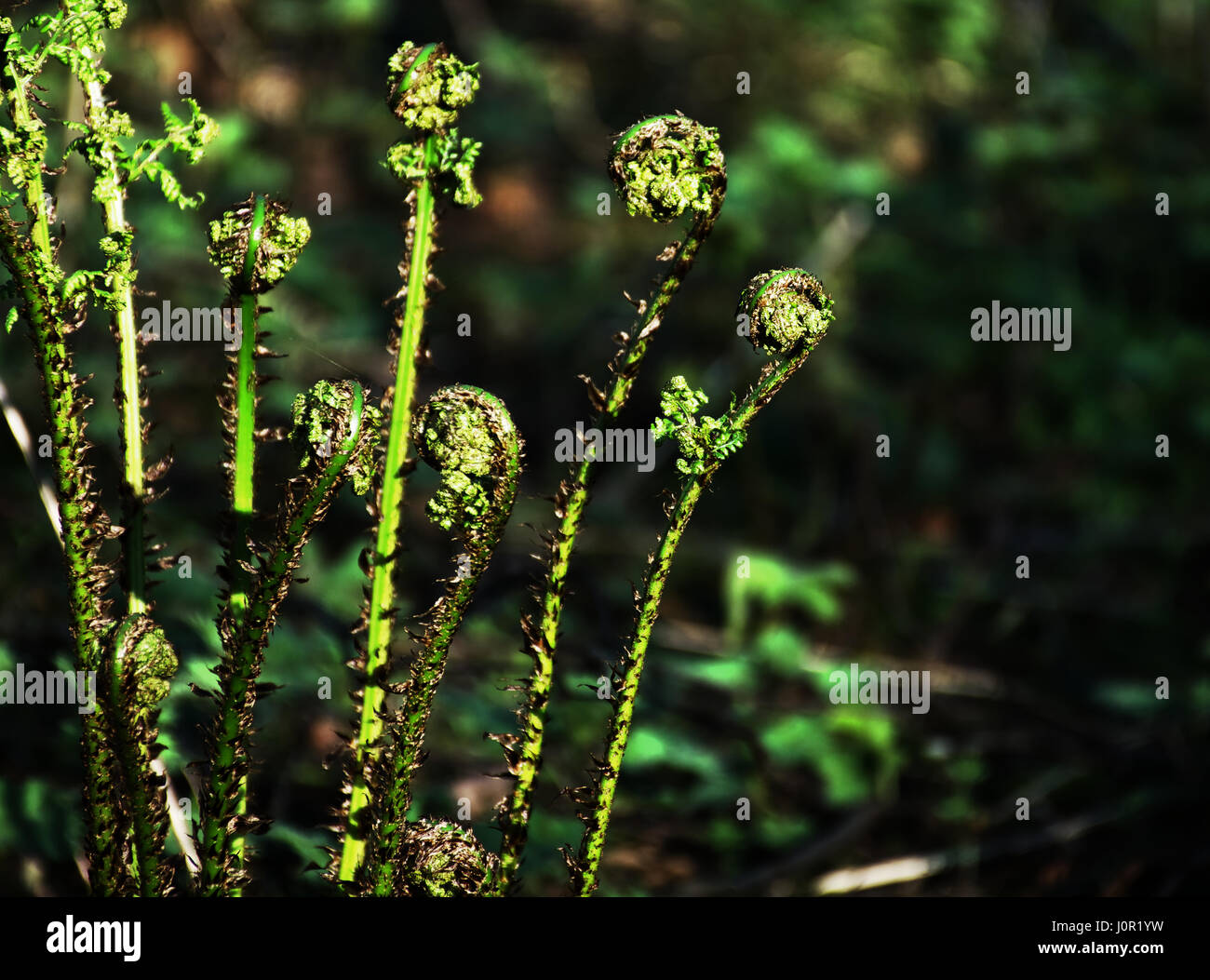 Rolled up ferns leaves on forest floor lightened by sunlight in spring ...