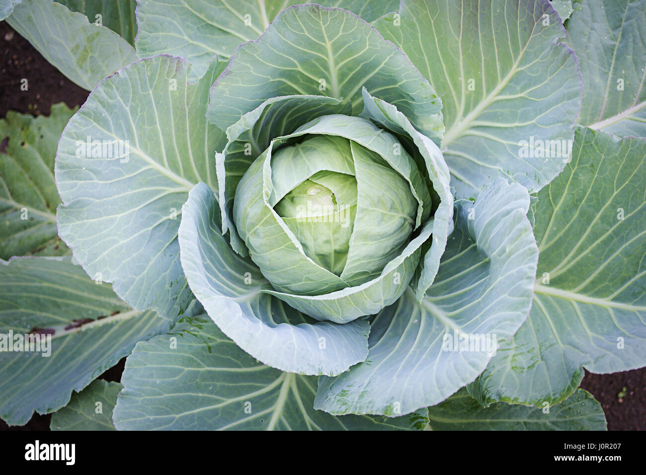 Cabbage in the garden autumn crop food Stock Photo - Alamy