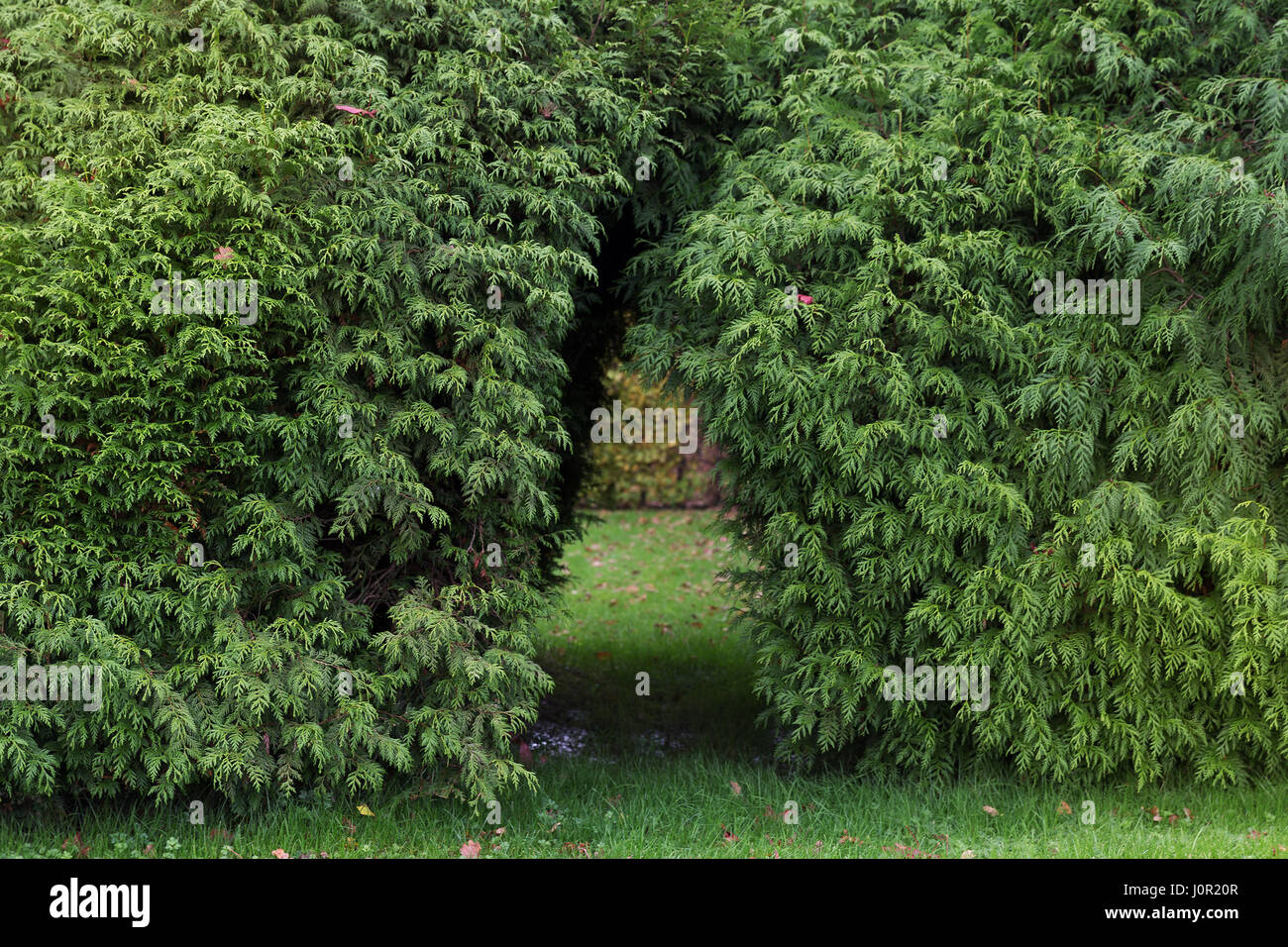 Green Arch of bush in park Stock Photo - Alamy