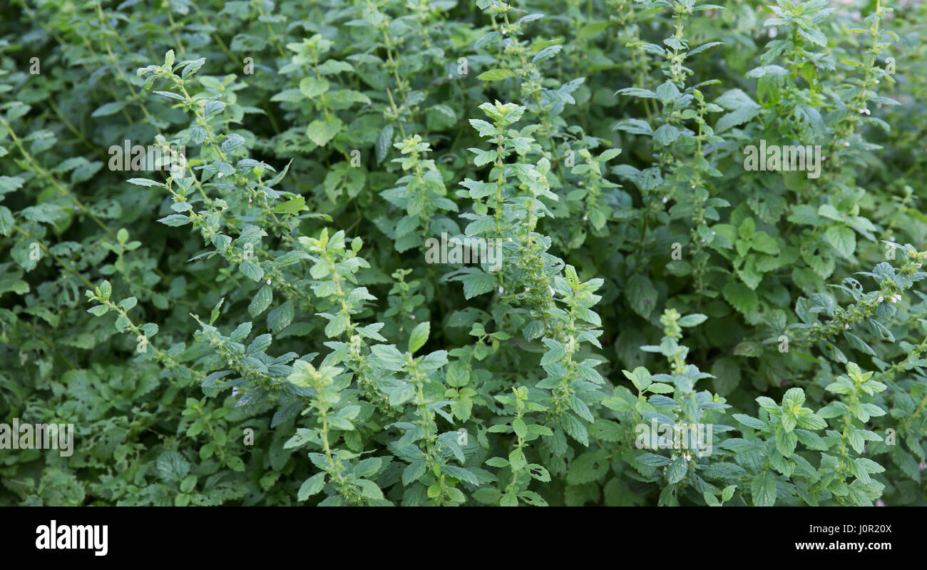Fresh aroma mint bushes in the garden Stock Photo - Alamy