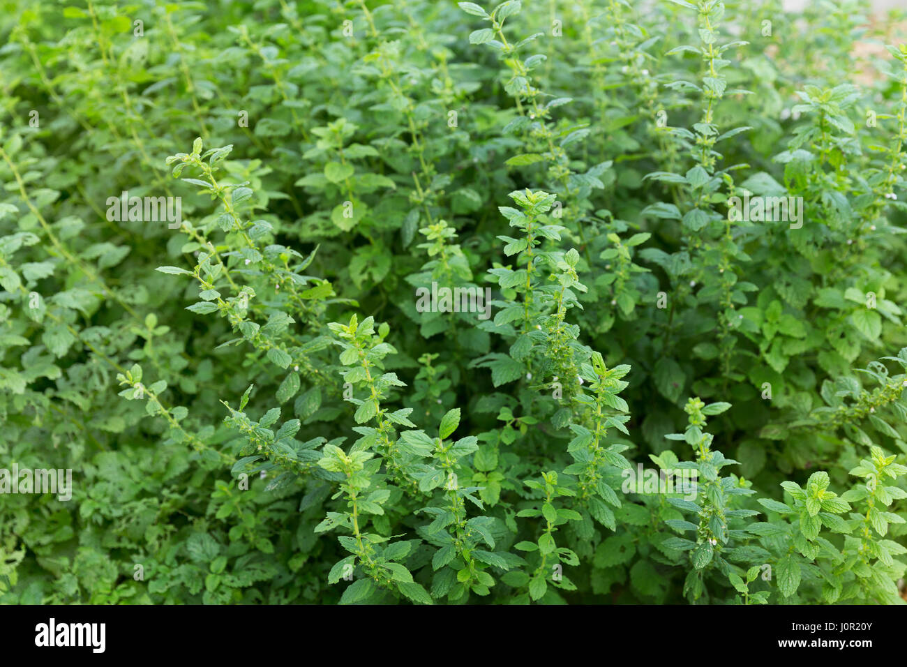 Fresh aroma mint growing in the garden Stock Photo - Alamy
