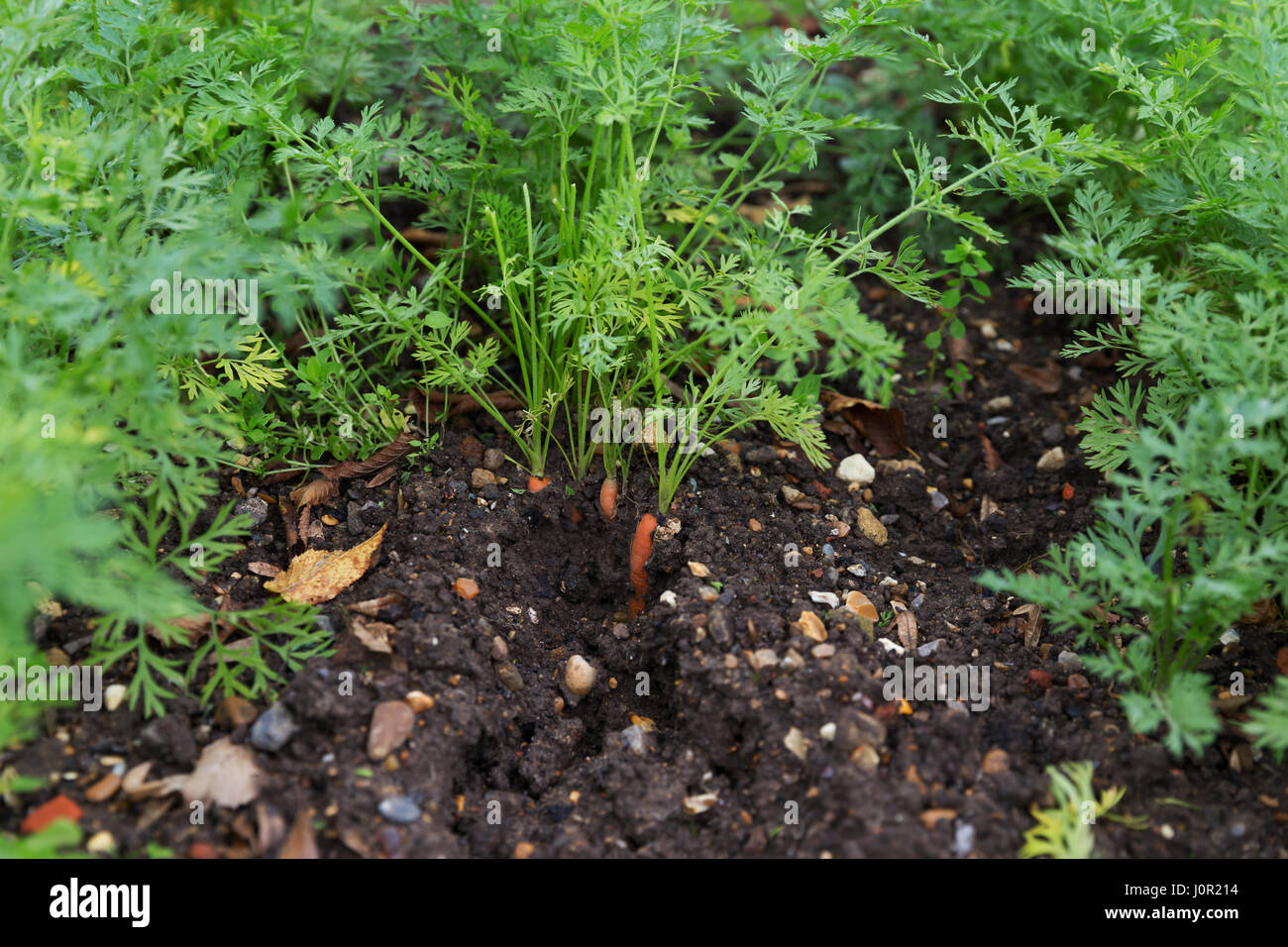 Carrot growing in the garden Stock Photo - Alamy