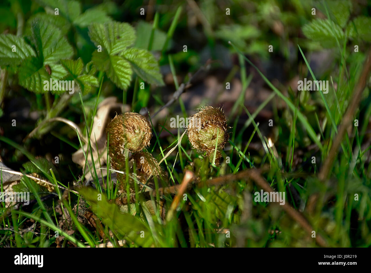 Ferns on forest floor in Snowdonia National Park,North Wales,Uk in ...
