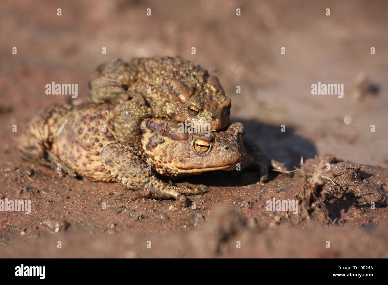 Roadkill common toad hi-res stock photography and images - Alamy