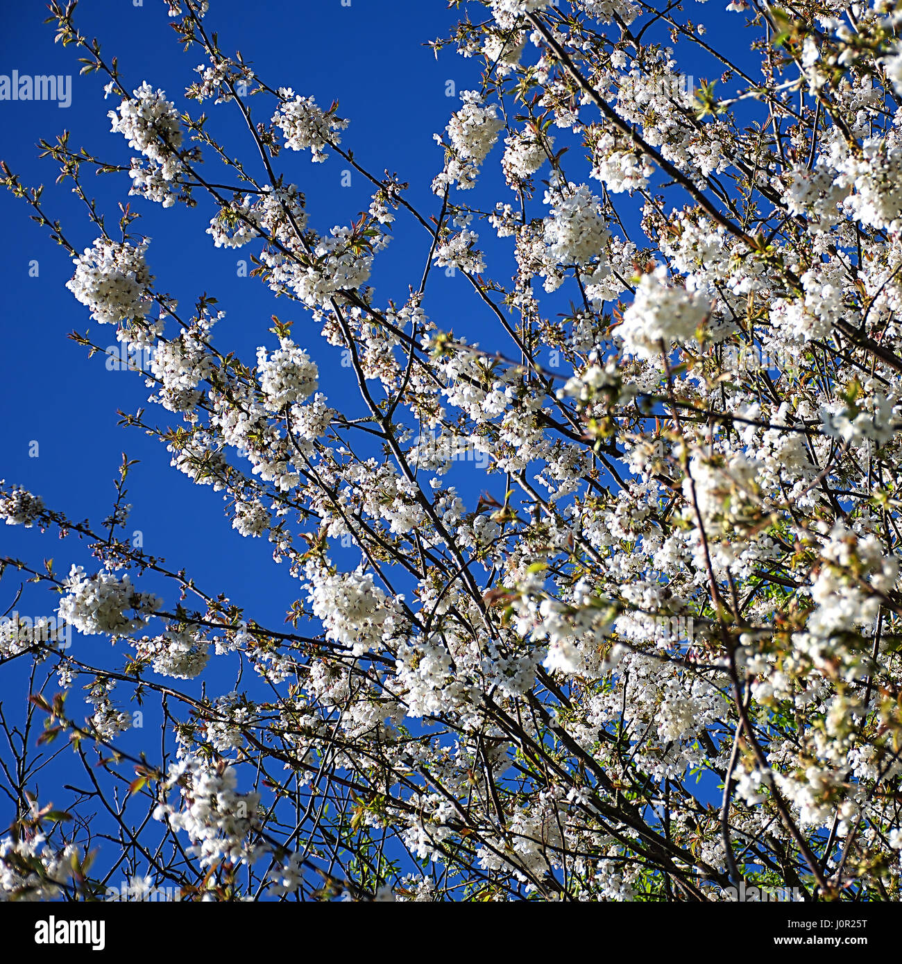 Welcome spring hi-res stock photography and images - Alamy