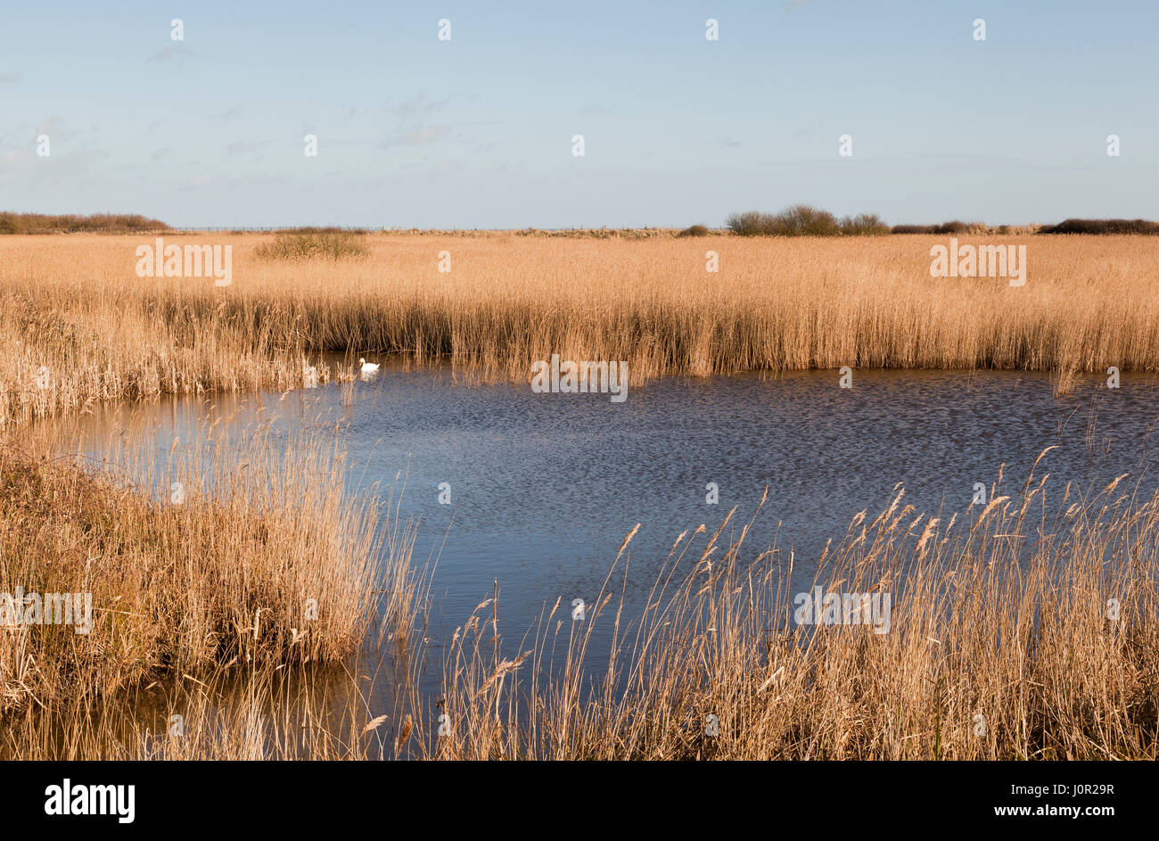 Reed bushes water aquatic hi-res stock photography and images - Alamy