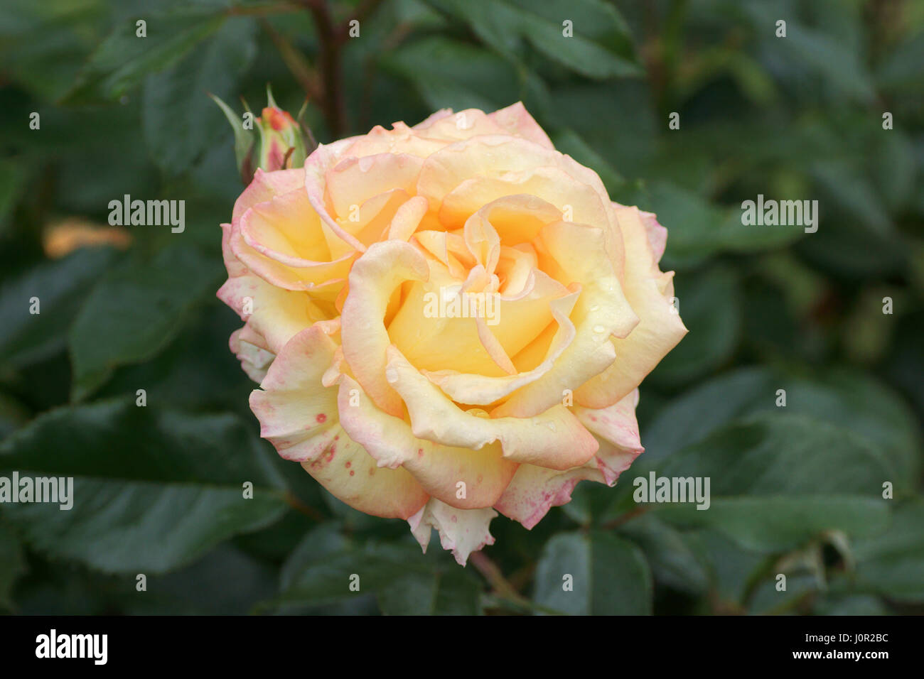 Rosa solitaire hi-res stock photography and images - Alamy