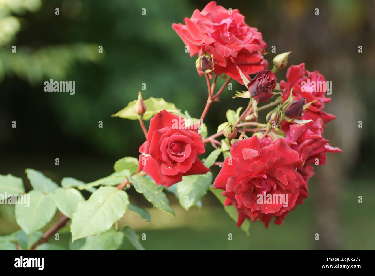 Rosa 'Uncle Walter' Stock Photo - Alamy