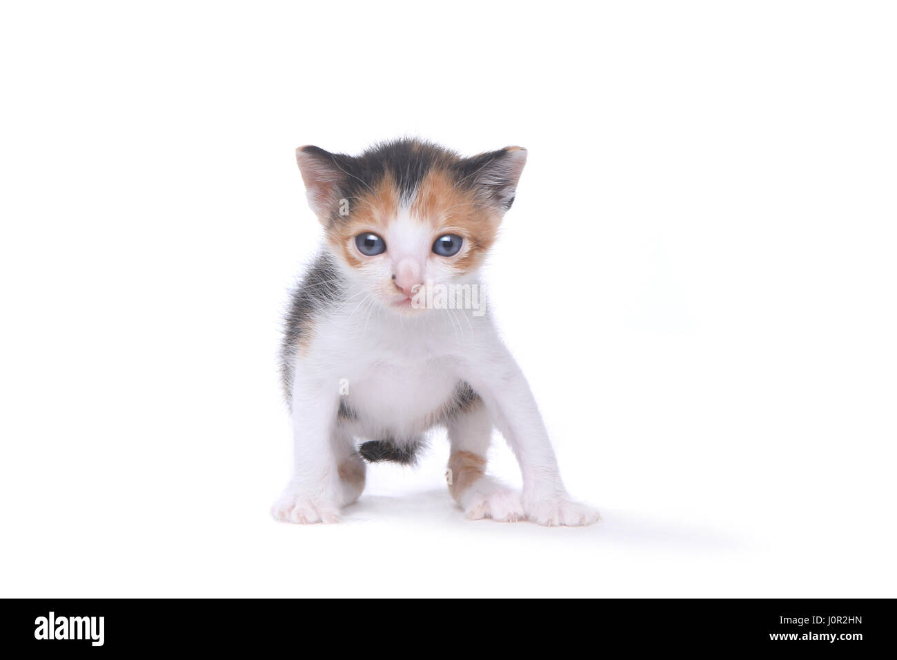 Three Week Old Calico Kitten on White Background Stock Photo - Alamy