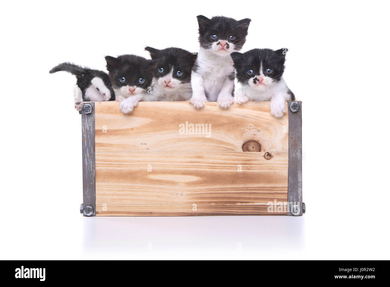 Sad Baby Kitten On White Stock Photo - Alamy