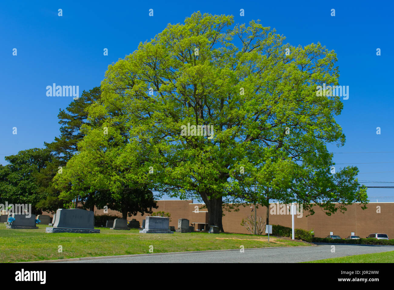 If only a tree could speak Stock Photo - Alamy