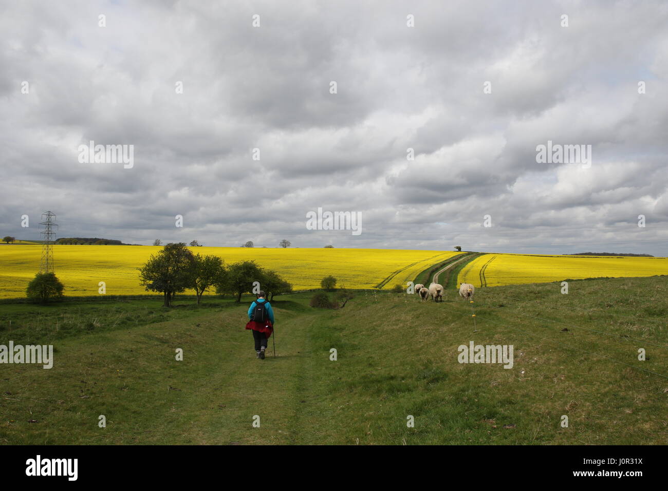 Rear view of a single walker going across open fields with sheep ...