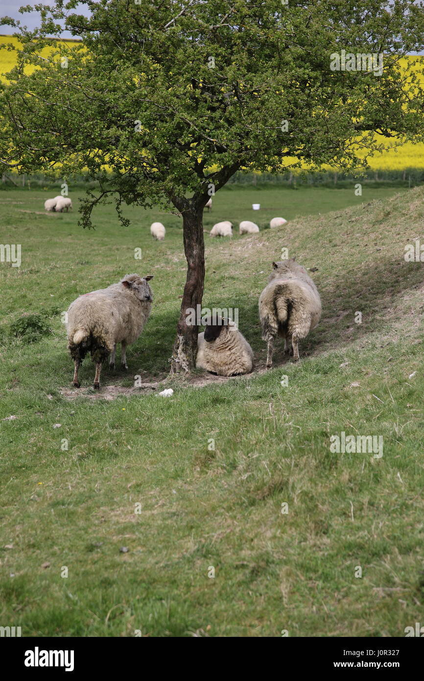 Sheep sheltering under a tree on a sunny day Stock Photo - Alamy