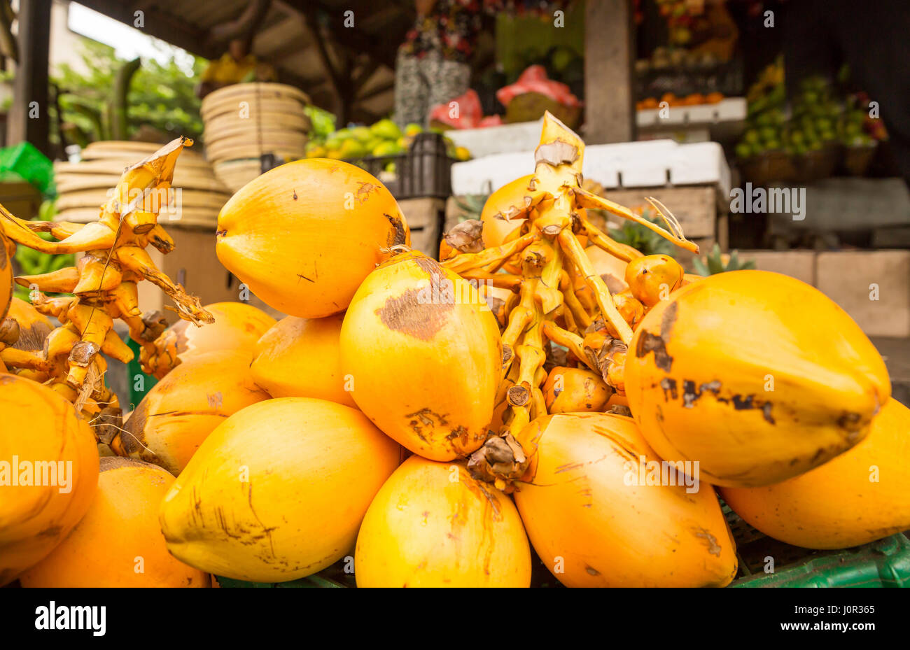 King coconut bunch in fruit shop on sri lanka. Ceylon tropical sweets ...