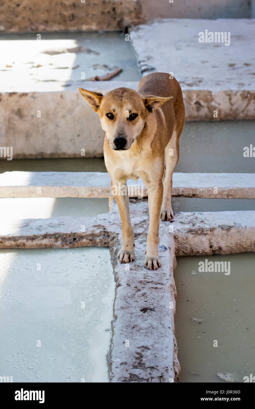 Dog in tannery medina Marrakesh Morocco Stock Photo - Alamy
