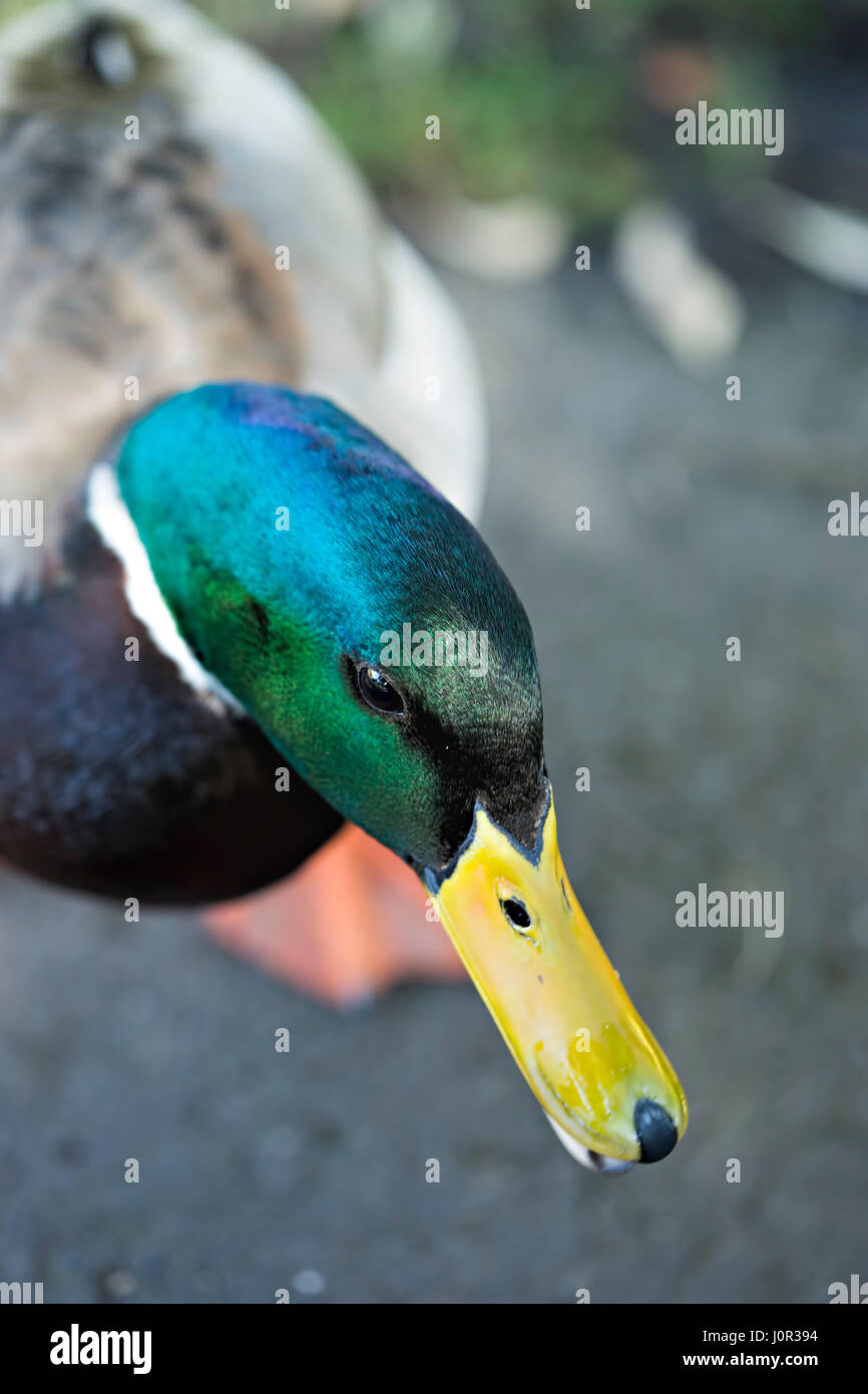 Sassy bird hi-res stock photography and images - Alamy