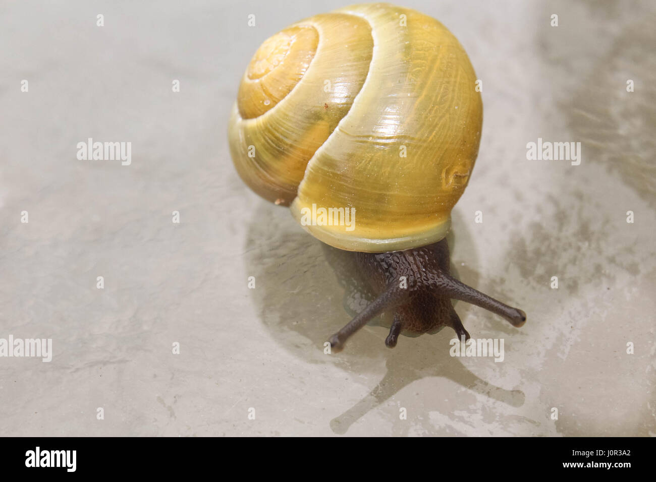 Shiny shell hi-res stock photography and images - Alamy