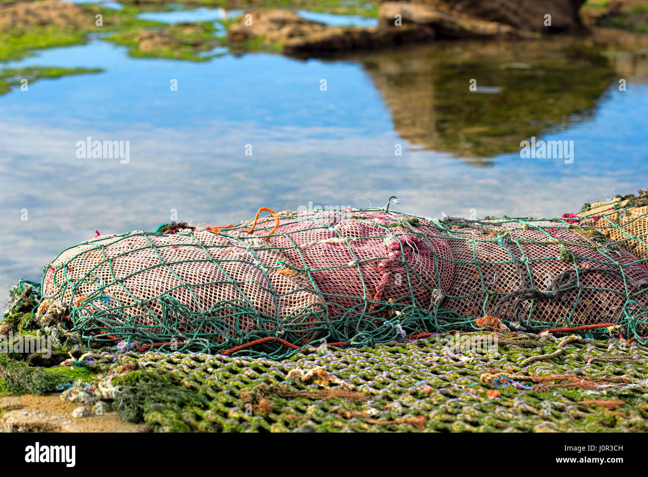 Bags with goose barnacle farm, Essaouira village, Morocco Stock Photo ...